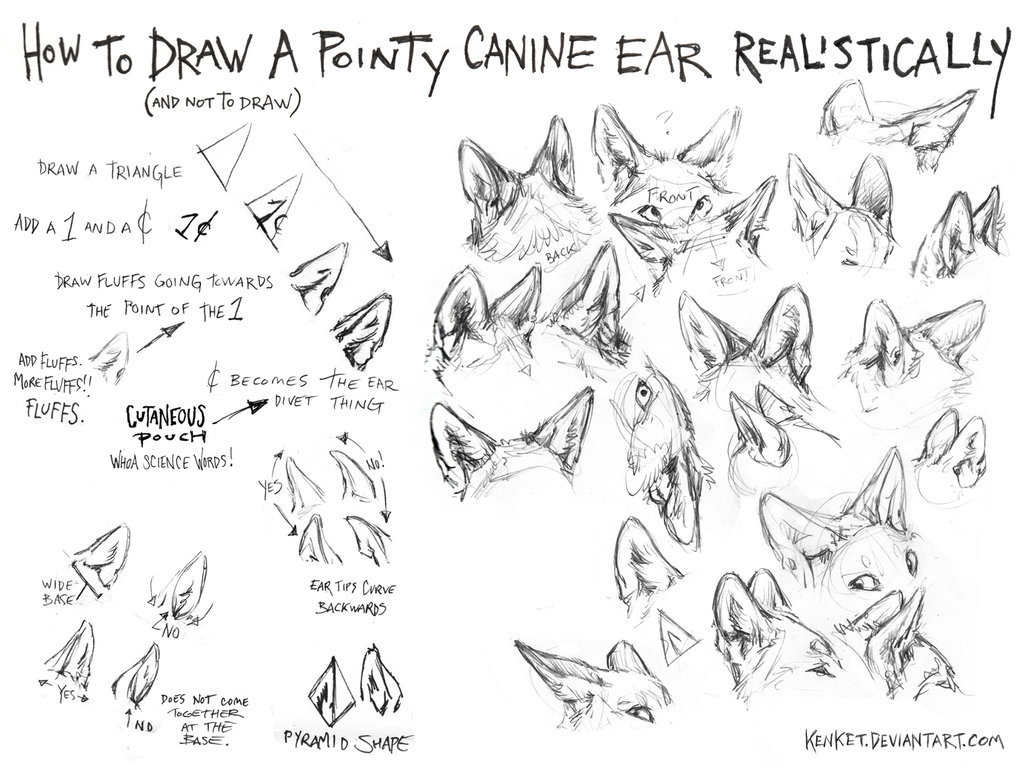 How to Art How to Draw Canine Ears Tutorial 1 by kenket