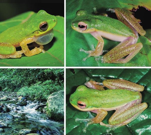 A New Species Of Small Green Treefrog Rhamphotheca