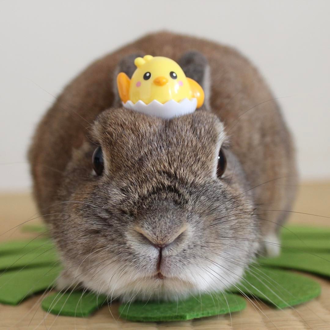 Chick Cones On The Bunny のせうさぎ Konatsu Usagi Bunny Rabbit