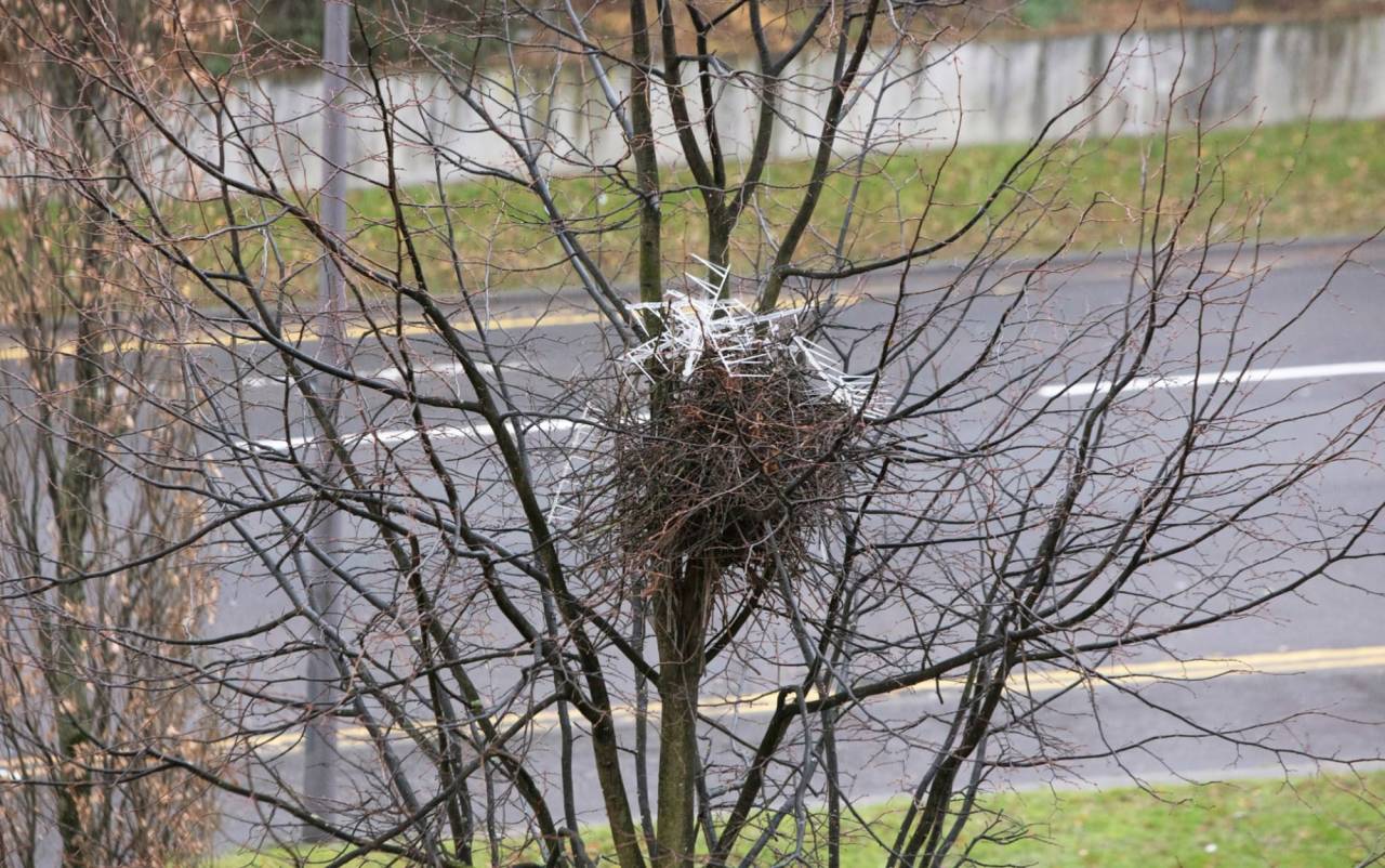 Crows and Magpies Are Building Nests with... | Colossal Crows and Magpies Are Building Nests with... | Colossal