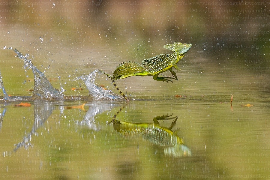 Reptile World Green Basilisk Running On Water