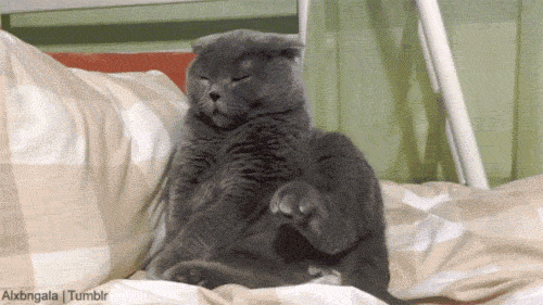 Sleeping Cat Tumblr