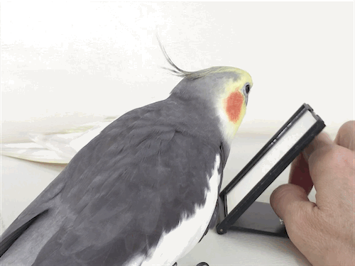 Birb Tumblr Pics Gallery