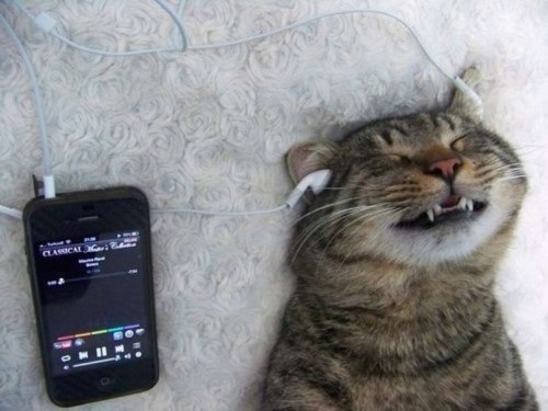 Cats Doing People Things