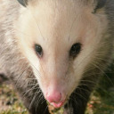 @soury-rat on Tumblr