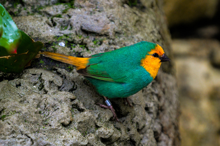 Superb Nature — Sea Green Parrot Finch By Saurabhgoel1