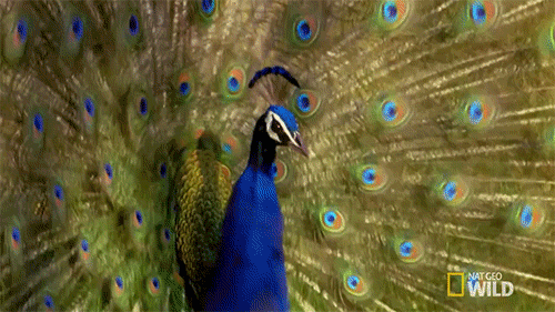 Peacock Tumblr