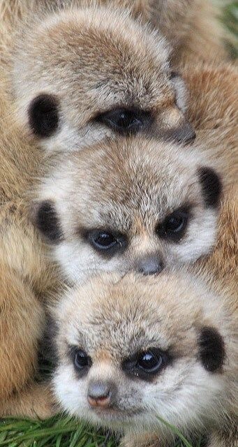 Meerkats By Vicky Wright Magical Cats