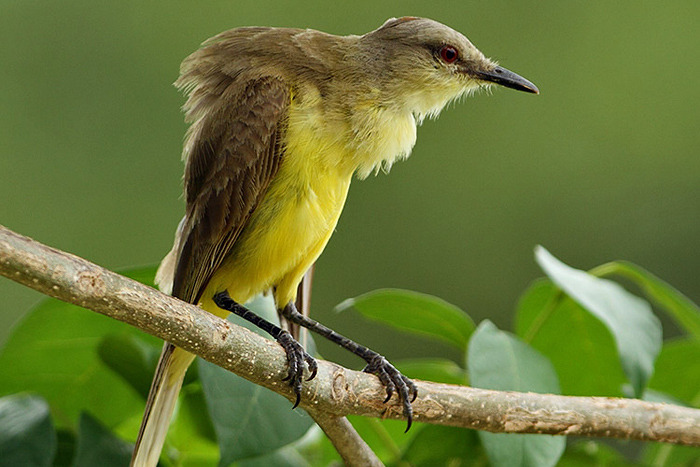 Machetornis rixosa (Cattle tyrant) Least Concern – @extinction ... Machetornis rixosa (Cattle tyrant) Least Concern – @extinction ...