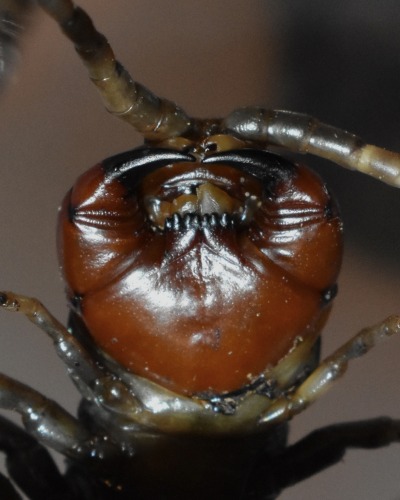 A Common Terminology For The External Anatomy Of Centipedes Chilopoda