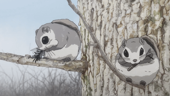 A Lot Of Flying Squirrels On Tumblr