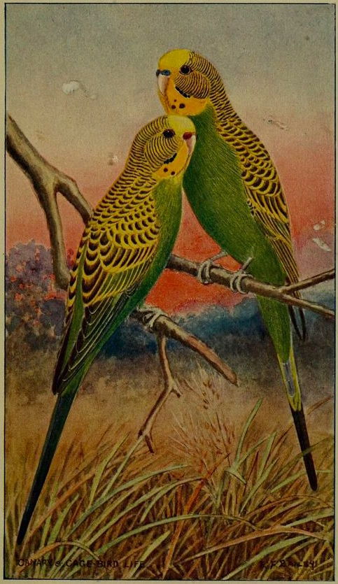 Nemfrog Parakeet Pair How To Sex Cage Birds British And