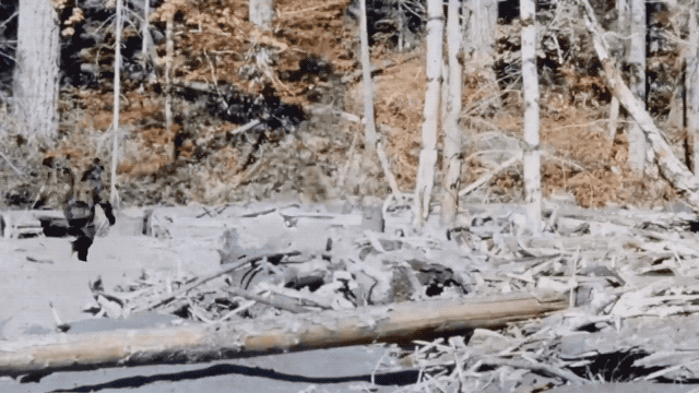New Remastered Hd Version Of The Patterson Gimlin Film Bigfootin On Tumblr