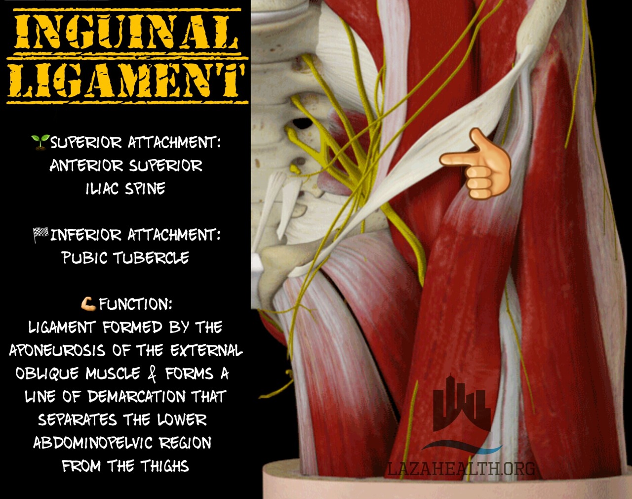 Lazahealth Medical Library — Inguinal Ligament Anatomy Illustraton