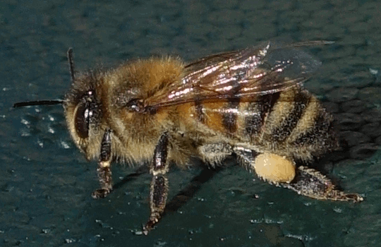 Reanimateobjects First Bee Of The Year Cyan Biologist
