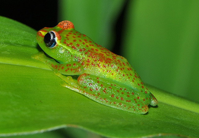 The Travelling Taxonomist - Boophis tasymena, the red-spotted treefrog ... The Travelling Taxonomist - Boophis tasymena, the red-spotted treefrog ...