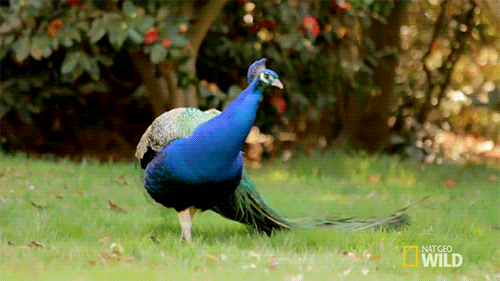 Peacock Tumblr