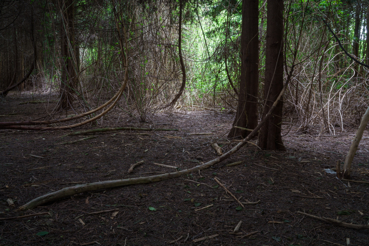Tumblr Gallery Pics 2958087