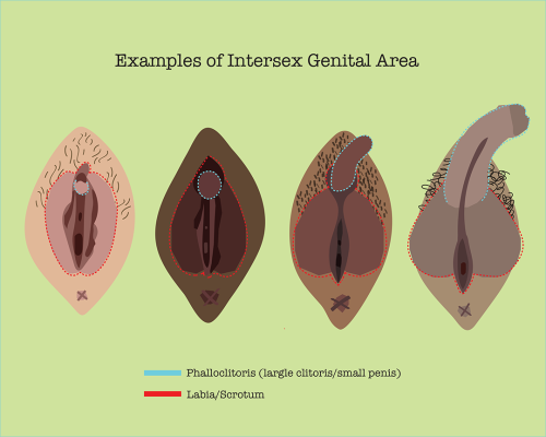 Intersex Anatomy