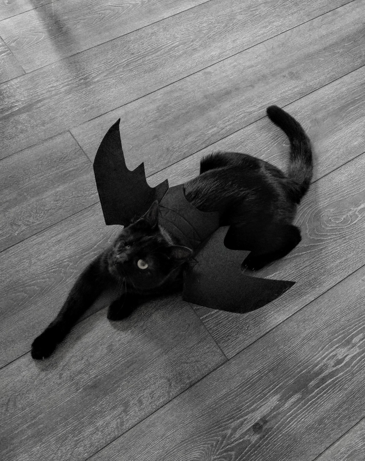 I Bought A Halloween Costume For My Cat Sam And