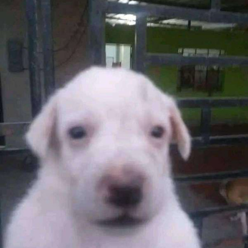 :3 @stacey-the-rat - Tumblr Blog | Tumlook