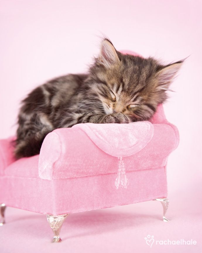 Kiyumie Cute Kitten ♥♥