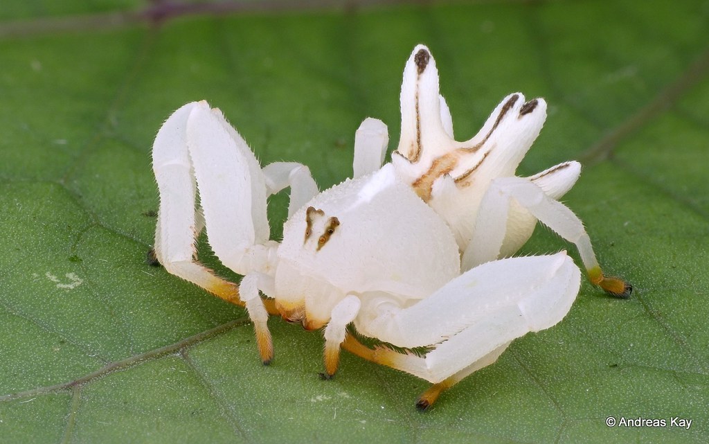 Flower Crab Spider Epicadus Heterogaster Photos One Nice Bug Per Day