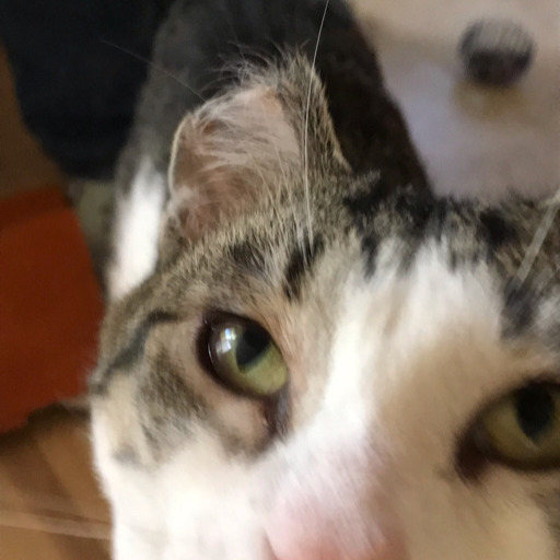 Alas… @void-dwelling-rat - Tumblr Blog | Tumlook