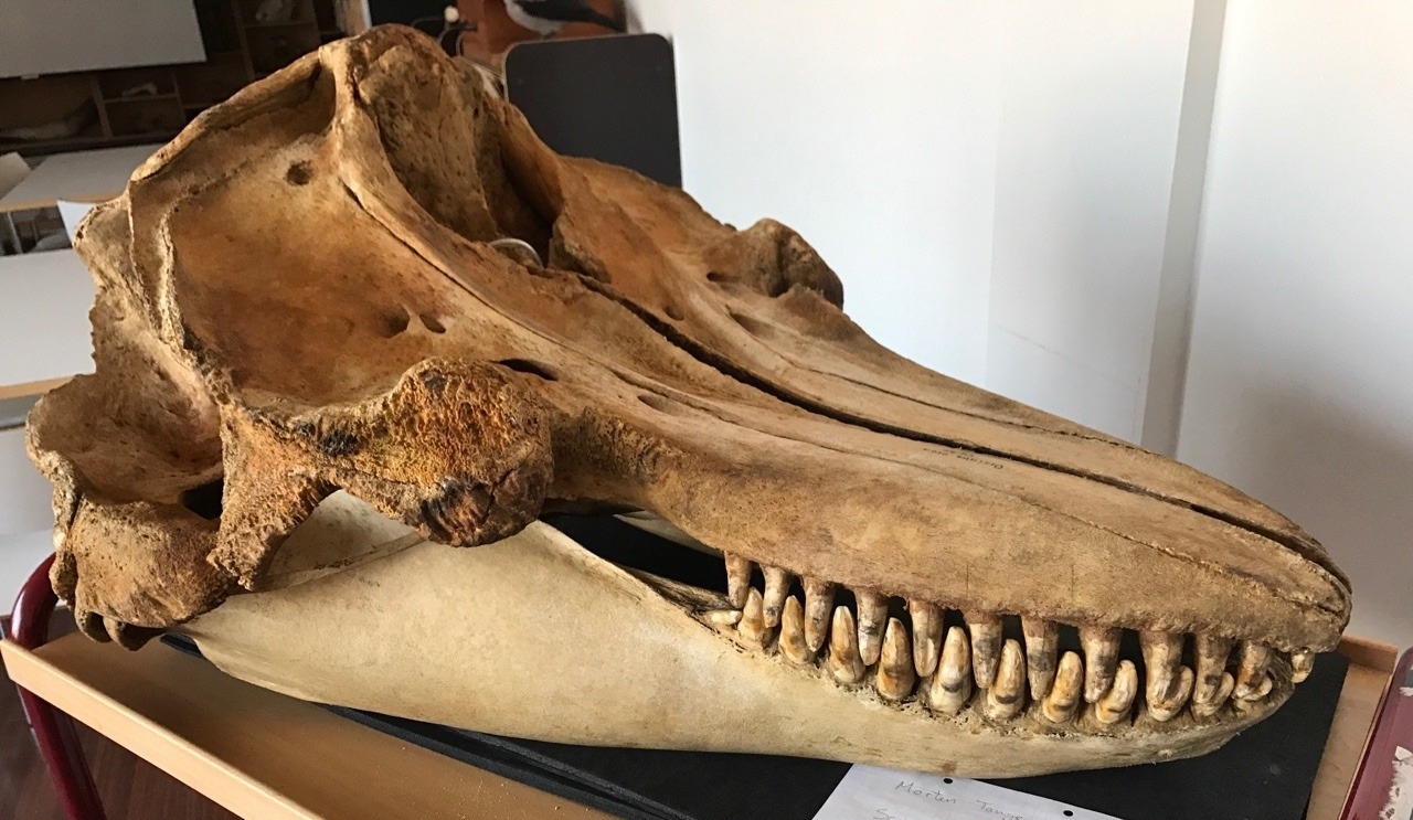Orca Skull Just Another Dead Rat