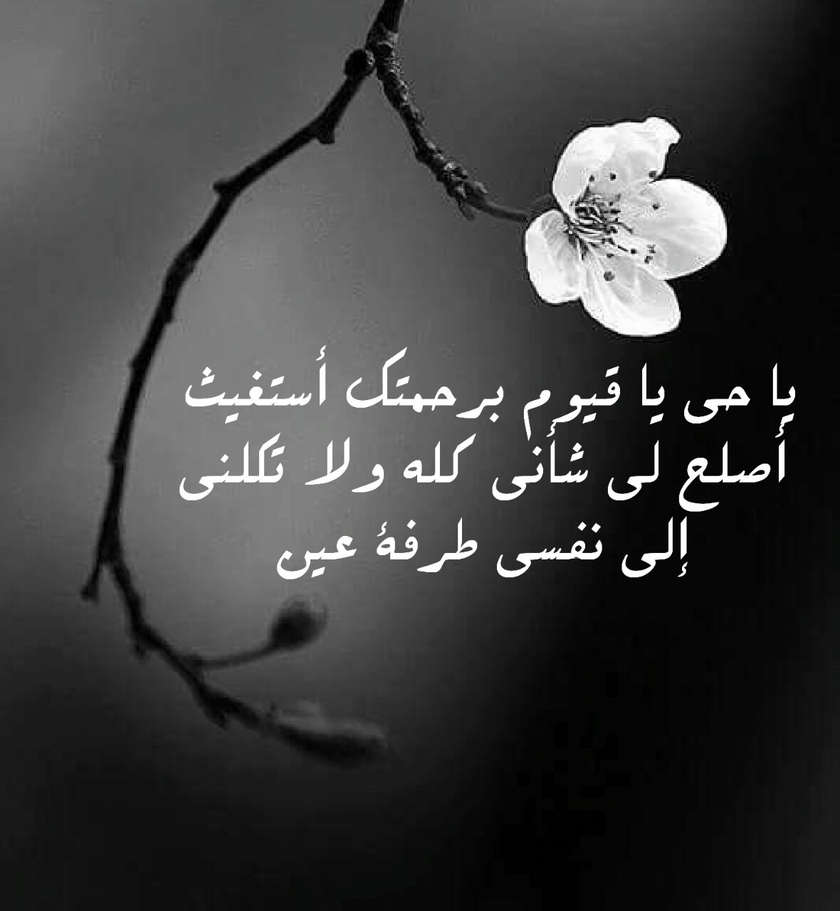 أم أمير — يا حي يا قيوم برحمتك أستغيث أصلح لي شأني كله ولا