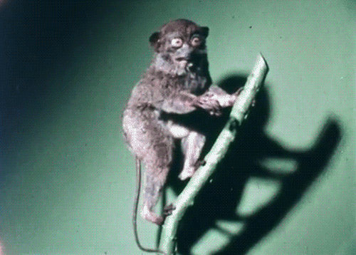 Dramatic Tarsier
