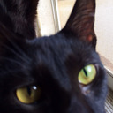 1 Man, 1 Million Cat Pictures on Tumblr