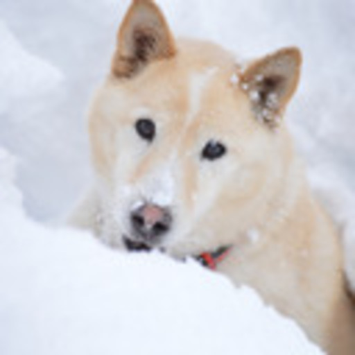 Dog101Film&Photo @dog101-film - Tumblr Blog | Tumlook