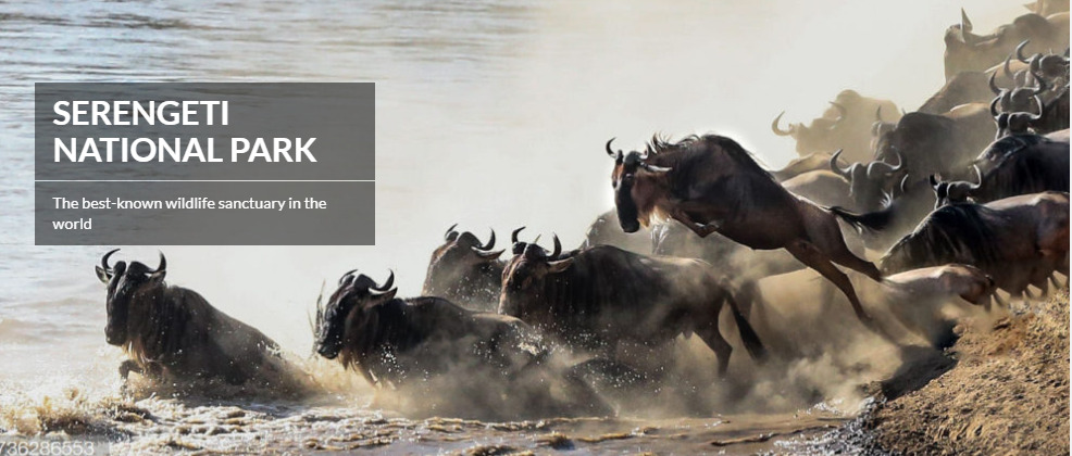 My Serengeti Safaris on Tumblr