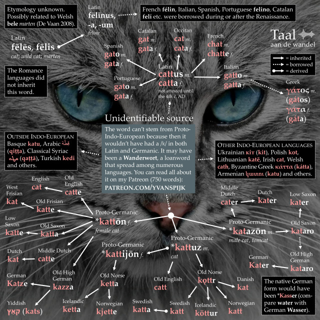 Cat, chat, Katze, kat – @myeyesarentwonkyjusttiltyourhead in Etymology ... Cat, chat, Katze, kat – @myeyesarentwonkyjusttiltyourhead in Etymology ...