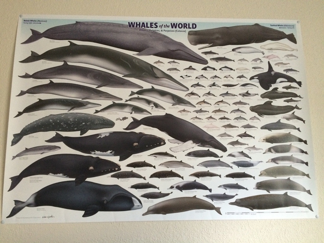 Porpoise Princess Looooooove Uko Gorters New Cetacean Nation