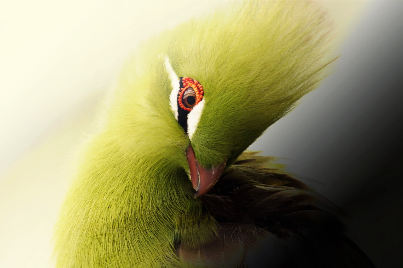 Top 5 Sexiest Birds