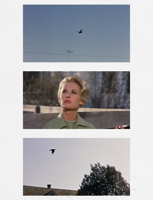 Cinephilia And Filmmaking • Storyboards For Alfred Hitchcocks The Birds