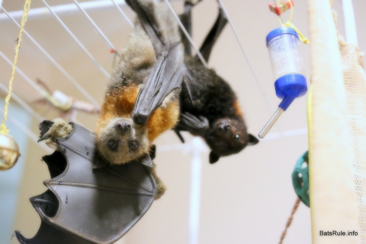 Megabats On Tumblr