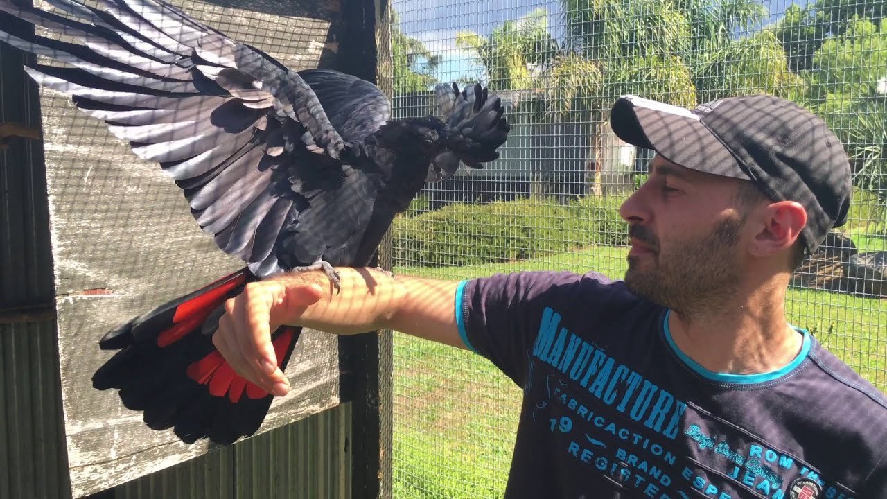 We Are Suppliers Of Parrotsbirds And Fertile Eggs On Tumblr