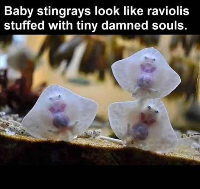 #stingrays on Tumblr