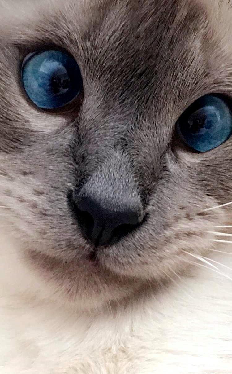 Adorable Cats On Tumblr