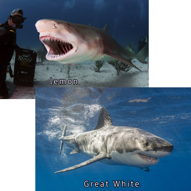 embracing my neurodivergence and assigning Obey Me characters sharks ... embracing my neurodivergence and assigning Obey Me characters sharks ...