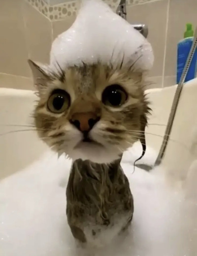 Soggy Wet Cats Tumbex