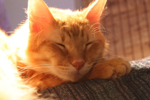 Lazy Orange Cat Great Big World — About Rascal