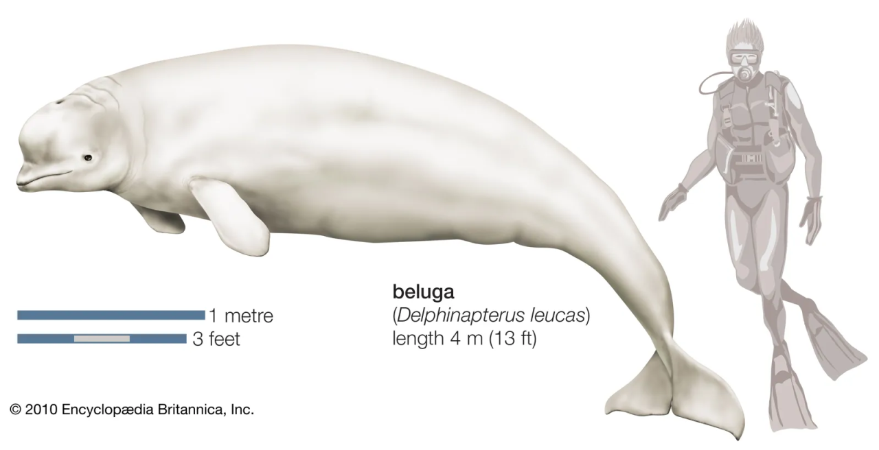 fans of me — Elon Musk Beluga fans of me — Elon Musk Beluga
