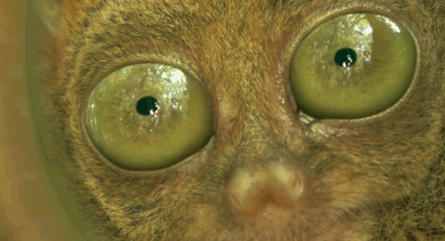 Dramatic Tarsier