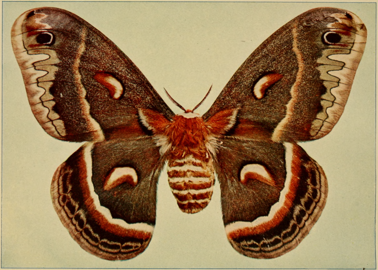 nemfrog - Cecropia, North America’s largest native moth.... nemfrog - Cecropia, North America’s largest native moth....