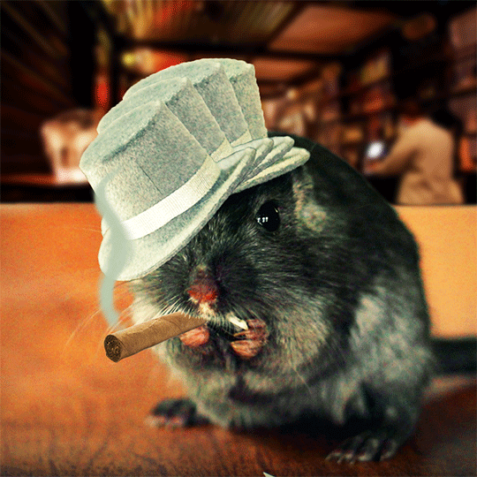 I Made A Gerbil Smoking A Cigar Hope And Love Last Longer Than This Blog