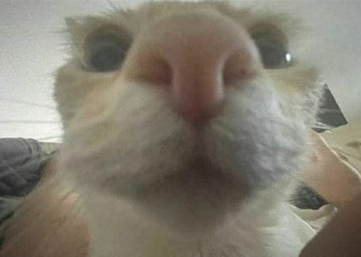 i have hired this cat to stare at you – @yahiamice on Tumblr i have hired this cat to stare at you – @yahiamice on Tumblr